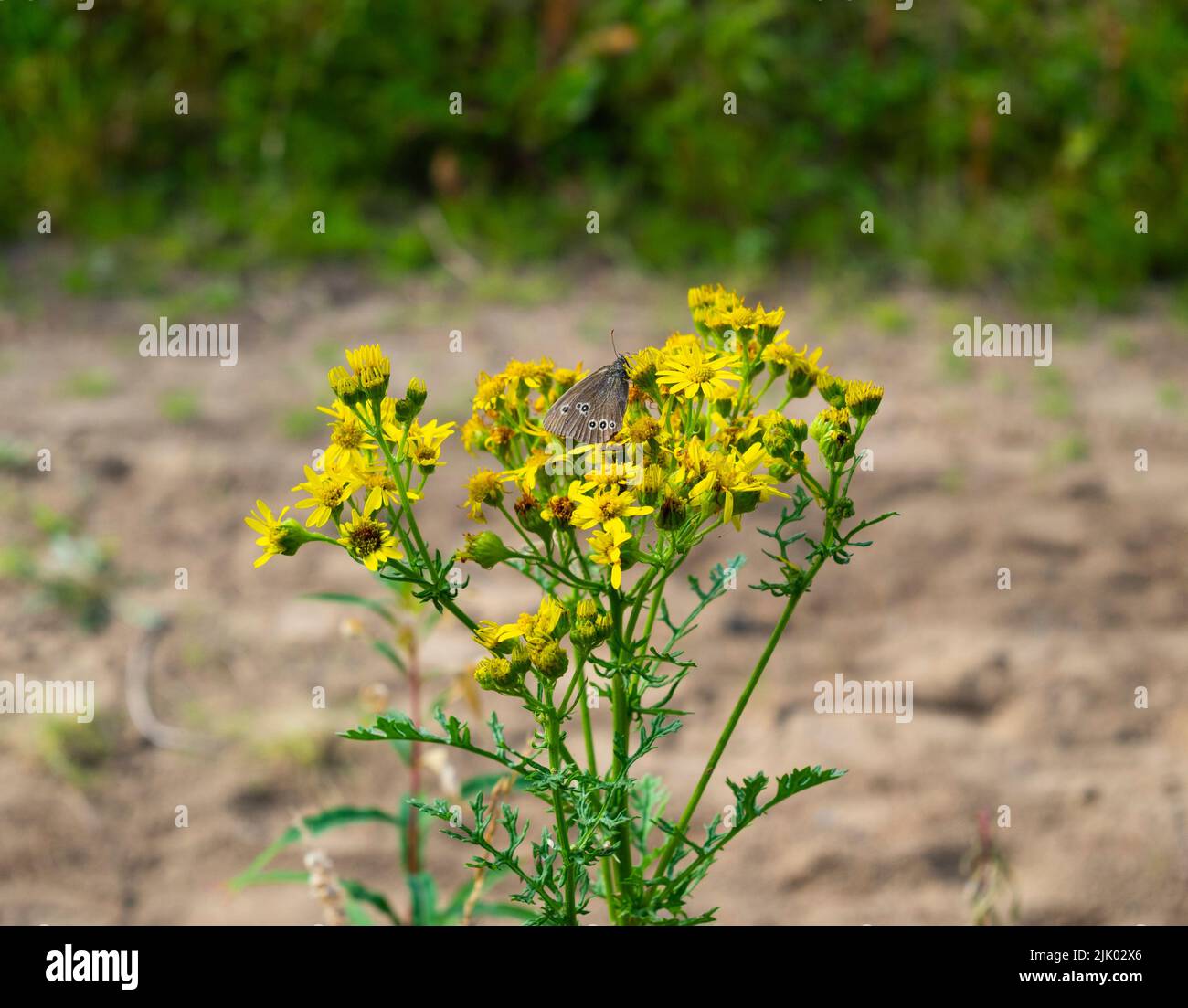 Ringlet butterfly flower hi-res stock photography and images - Alamy