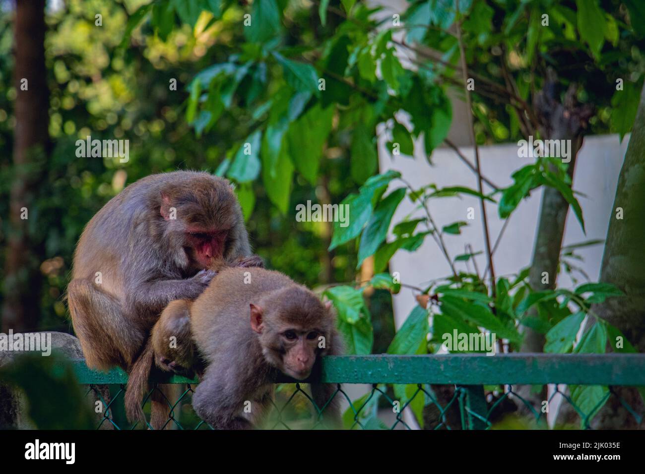 Beautiful landscape of a monkey cleaning his children's bodies in a ...