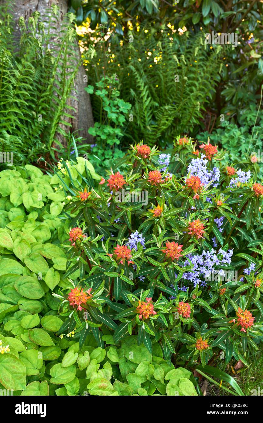 Beautiful, fresh and colorful flowers and plants in a forest or ...