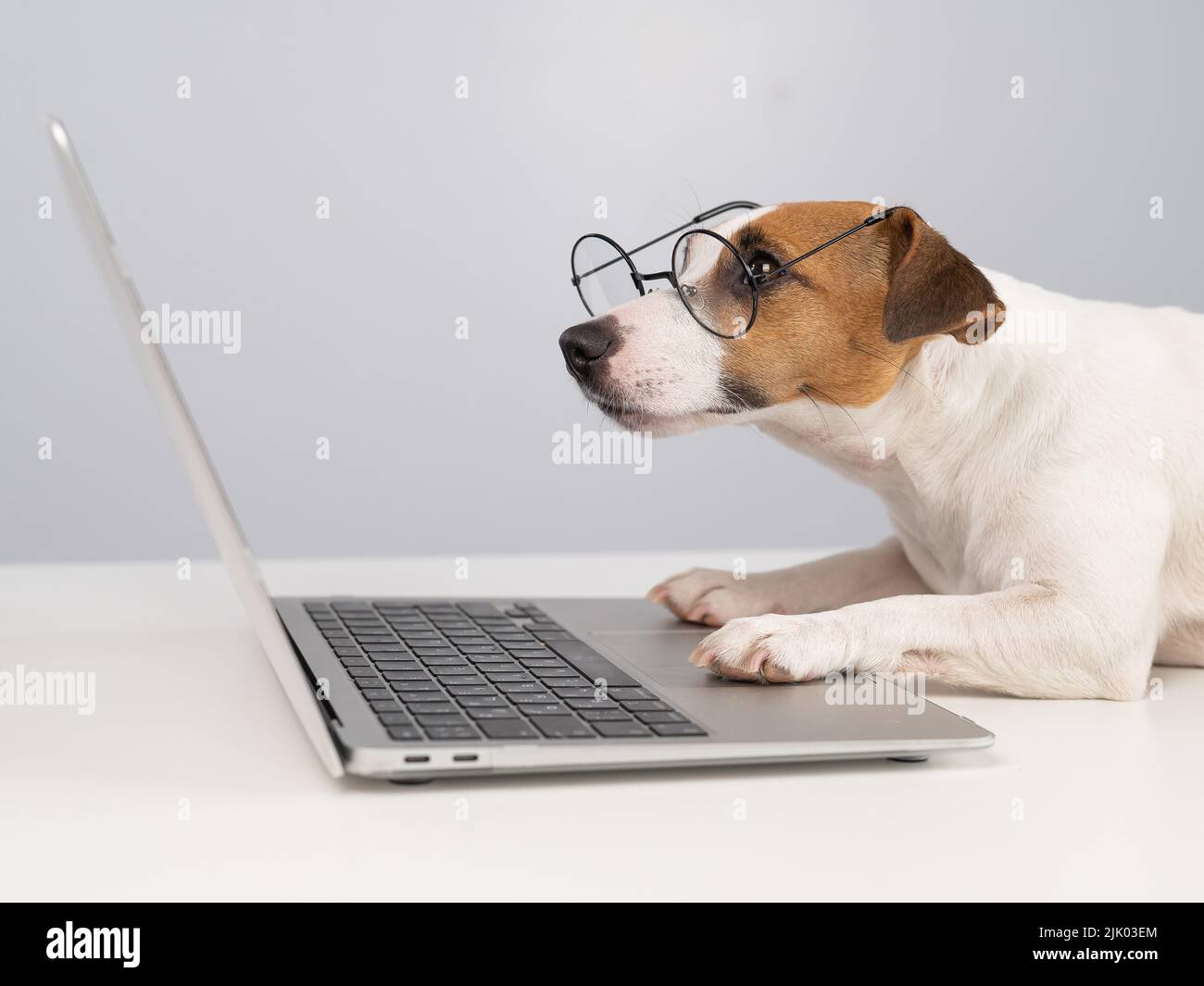 Portrait of dog jack russell terrier in glasses at work on a laptop ...