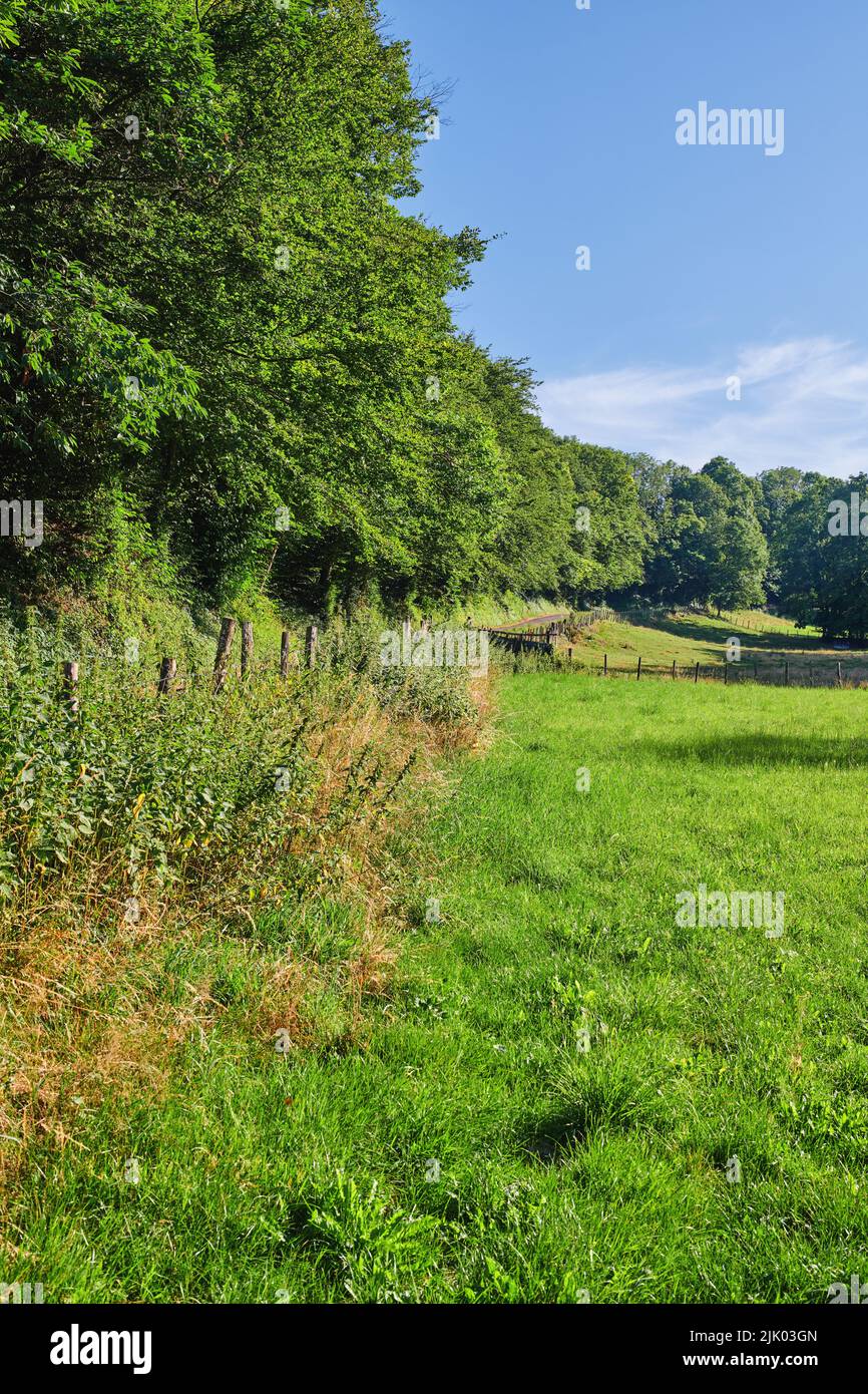 Landscape view, blue sky and field with copy space and green grass growing in remote countryside ...