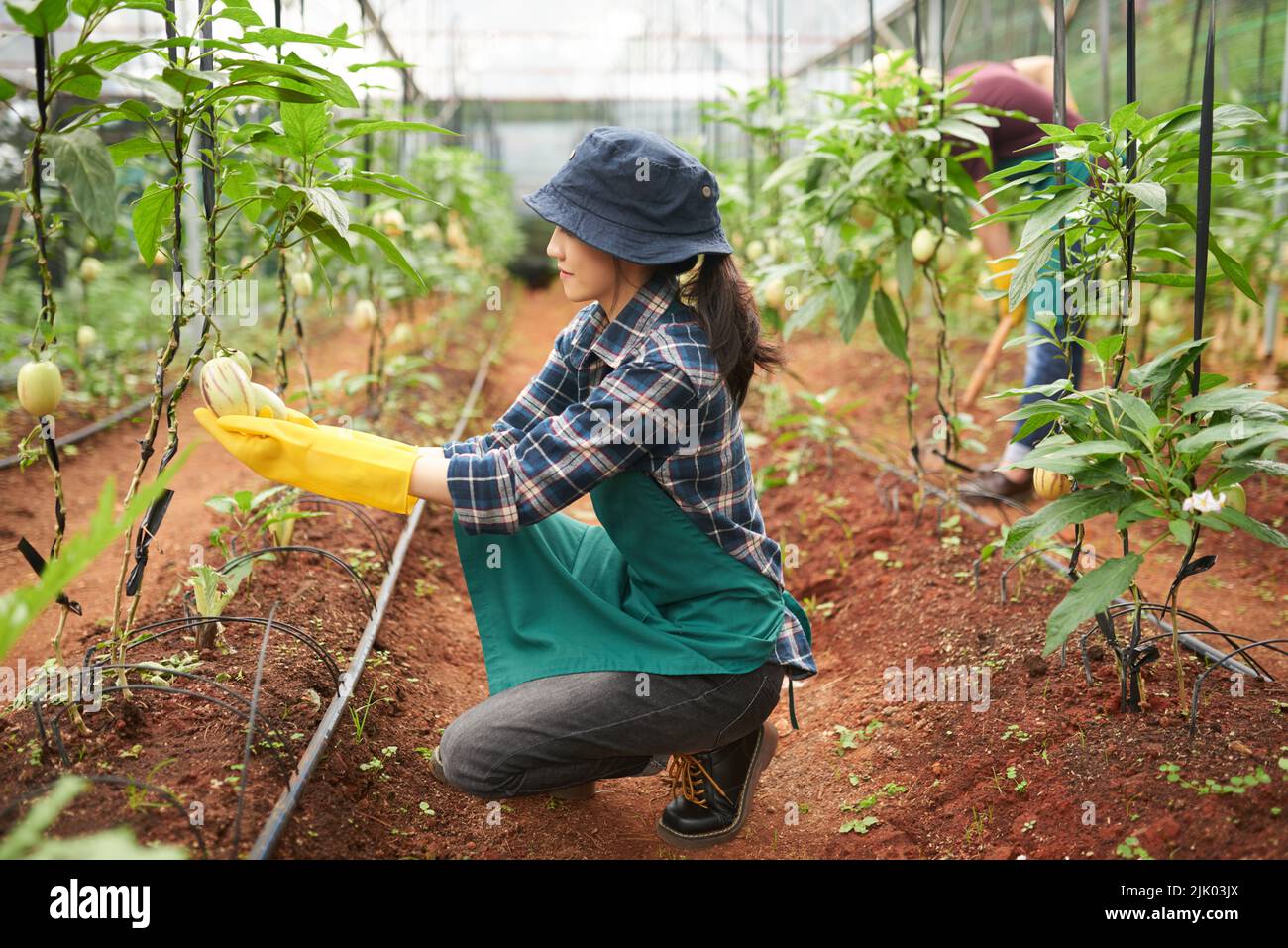 Female farm worker checking plants at hothouse Stock Photo - Alamy