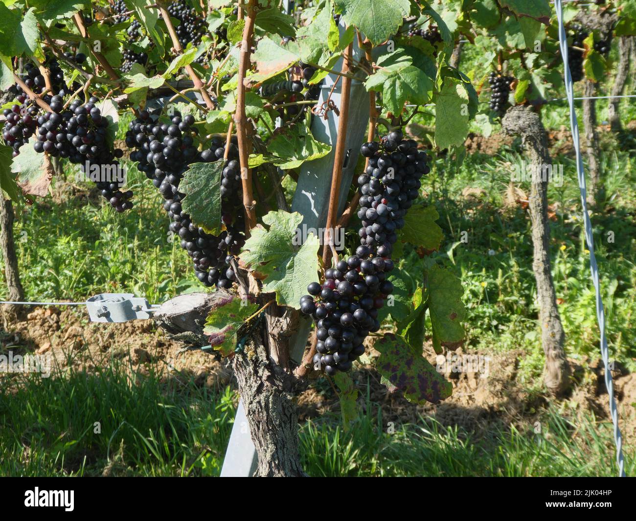 Summer vine fruit hi-res stock photography and images - Alamy