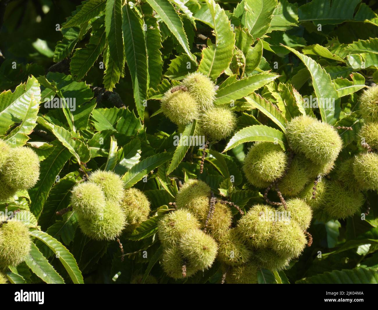 Kastanie hi-res stock photography and images - Alamy