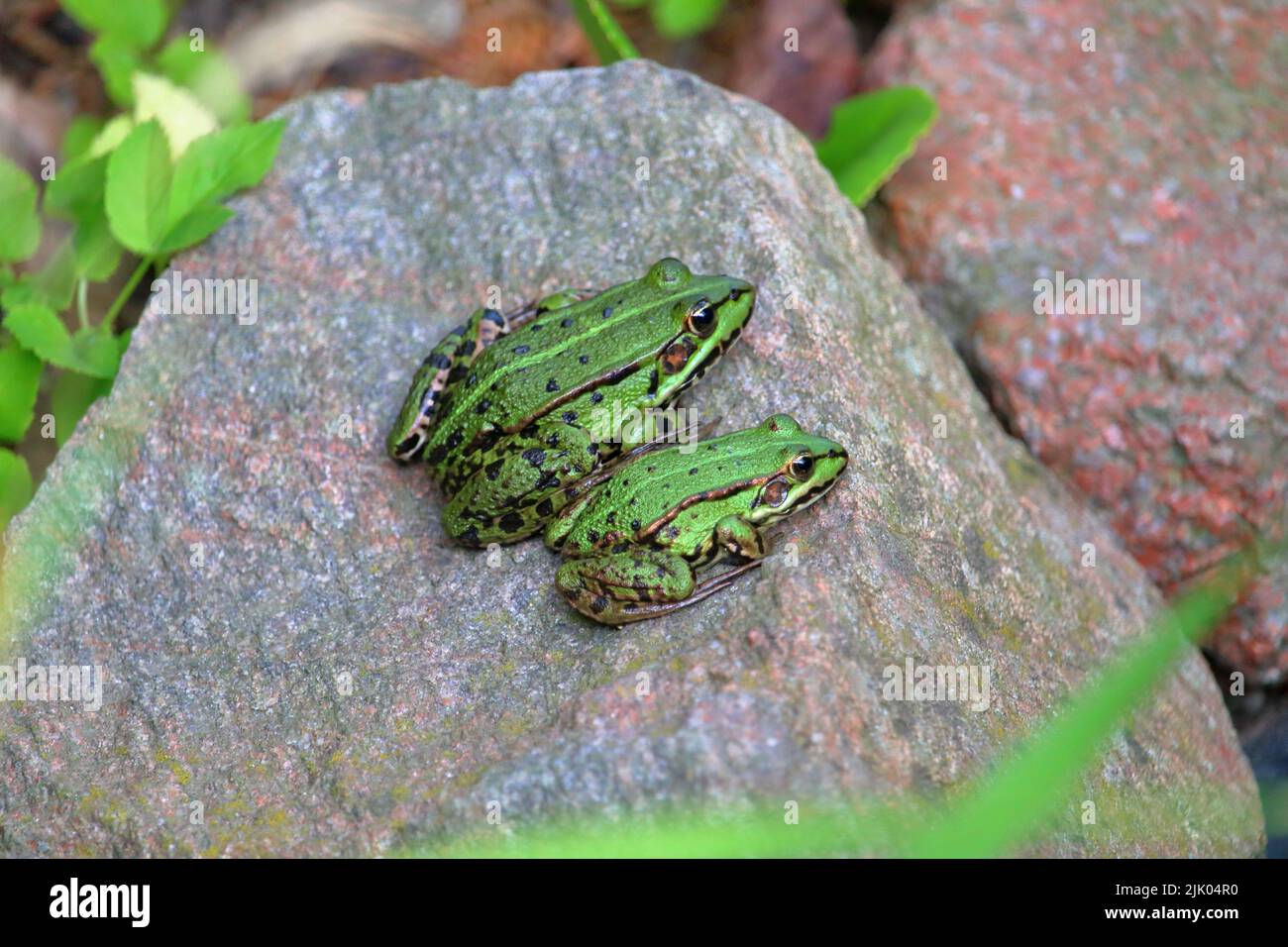 Fantastic frogs hi-res stock photography and images - Alamy