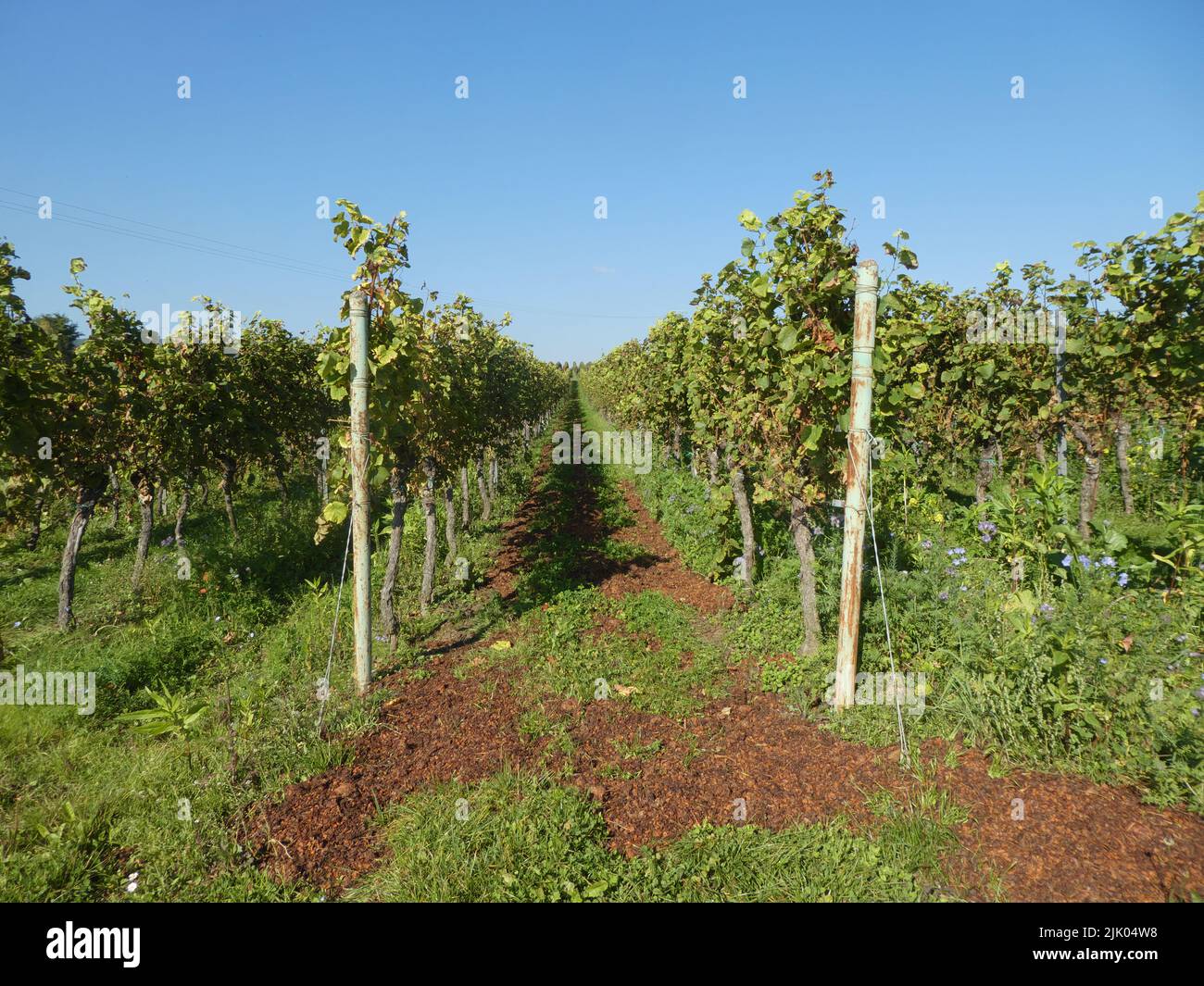 Sunny sky vineyard hi-res stock photography and images - Alamy