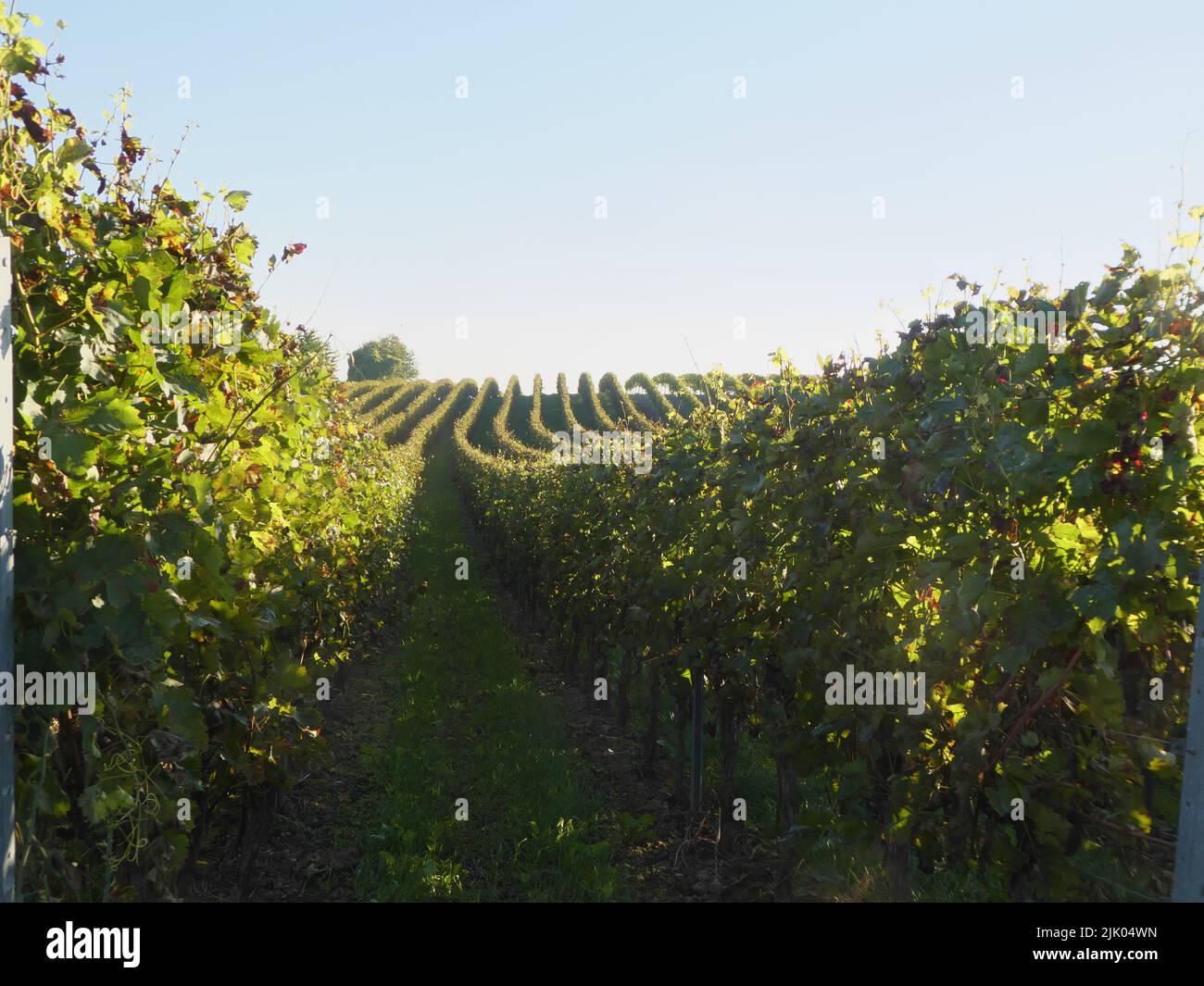 Vineyard in rheintal hi-res stock photography and images - Alamy