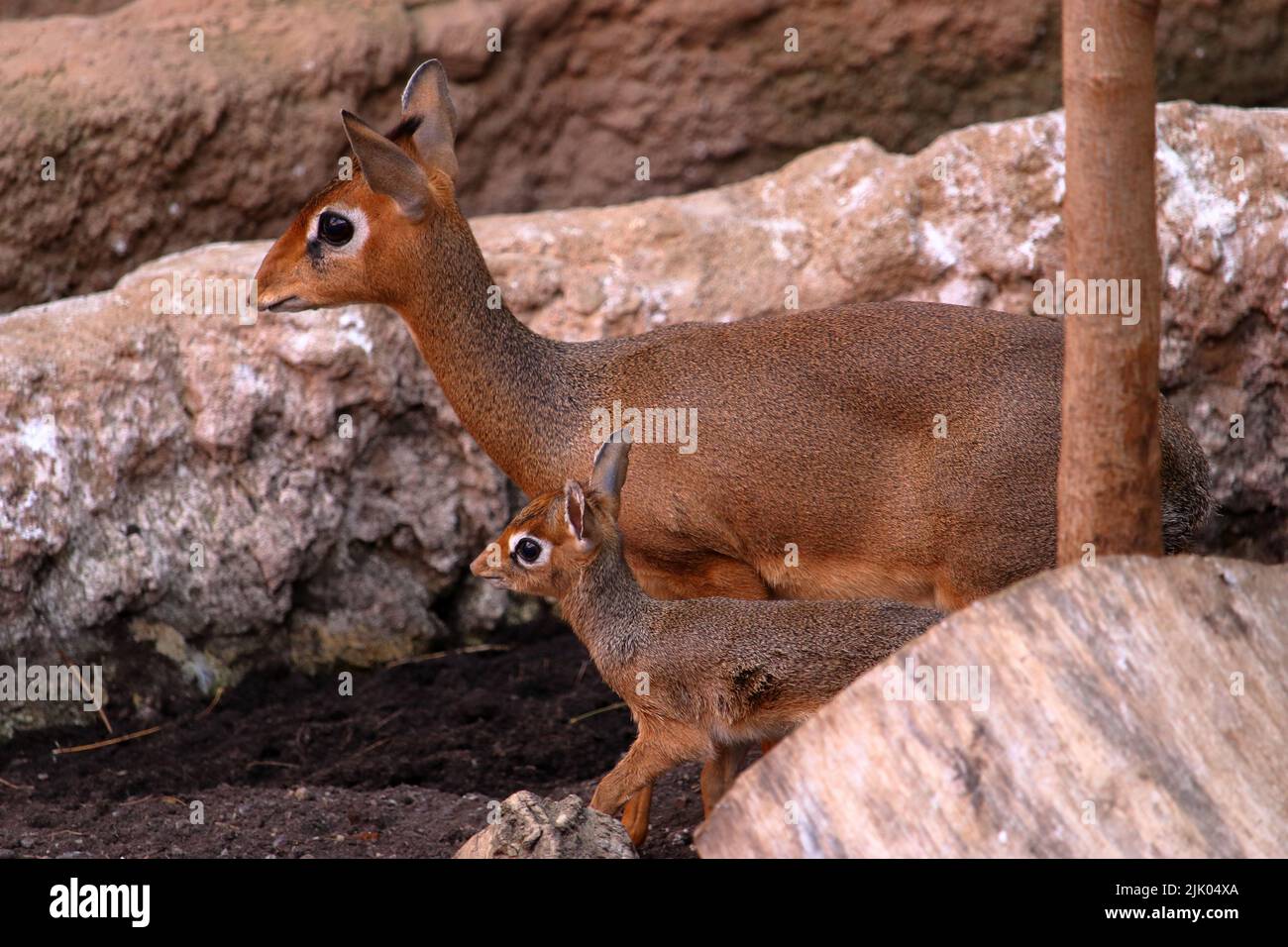A closeup of mother and baby dik-dik surrounded by rocks Stock Photo - Alamy