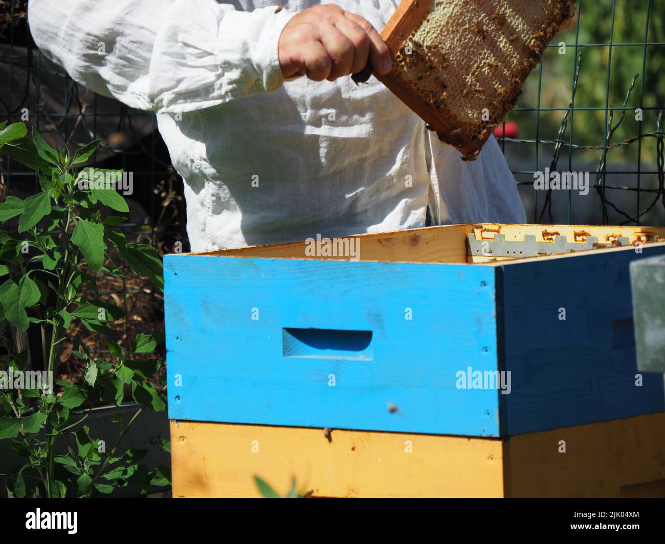 Master bee keeper pulls out a frame with honey from the beehive in the ...