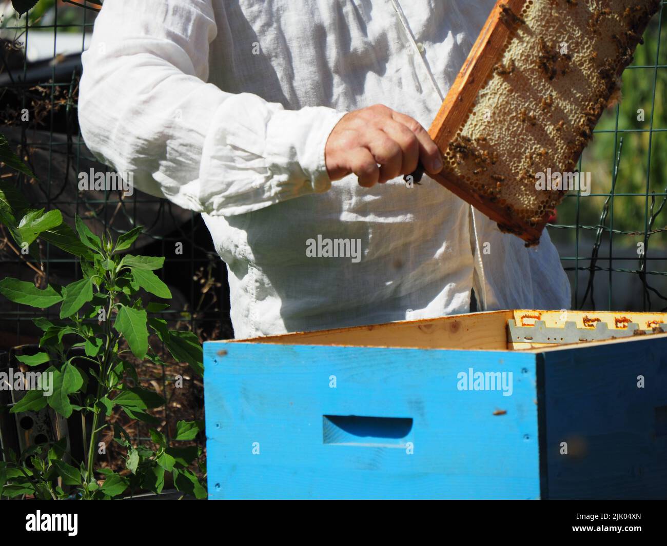 Master bee keeper pulls out a frame with honey from the beehive in the ...