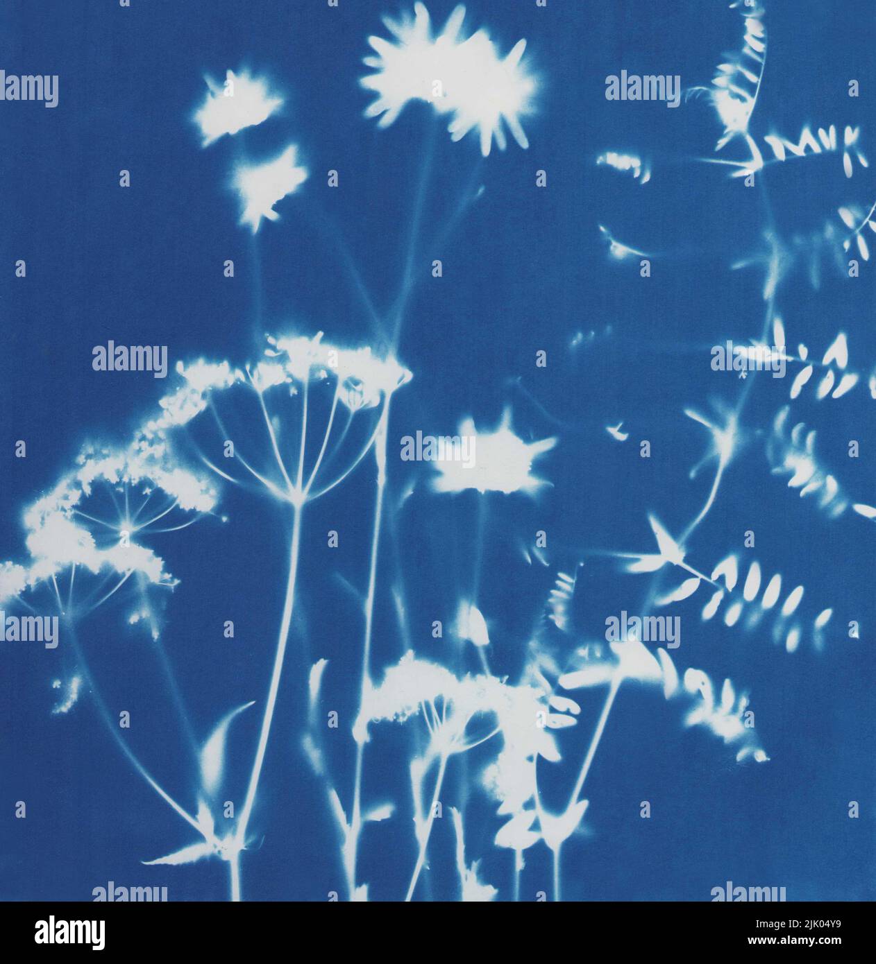 Summer flowers cyanotype blue print. Summer illustration Stock Photo ...