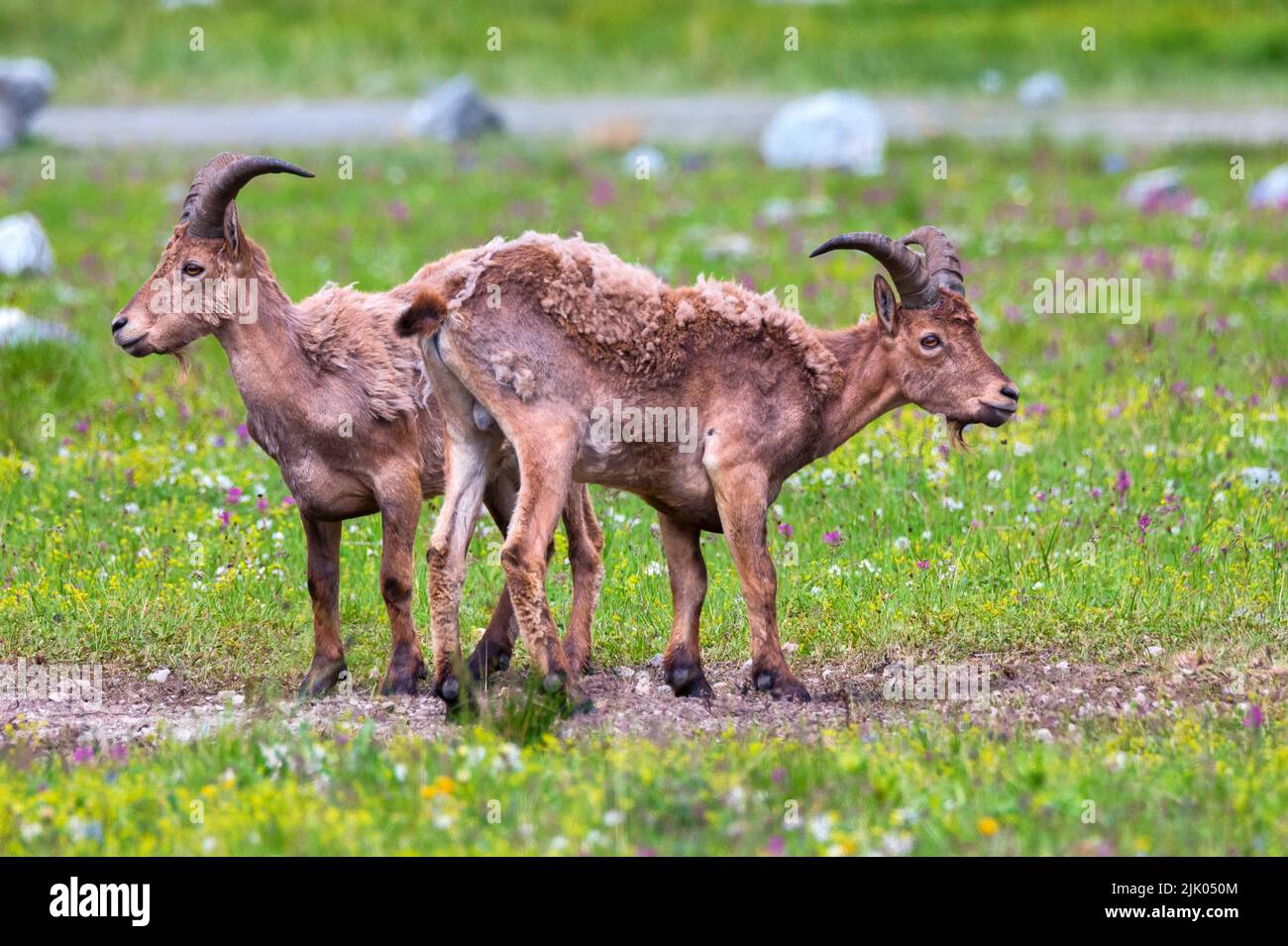 The West Caucasian tur or Capra caucasica in Kabardino-Balkaria Nature ...