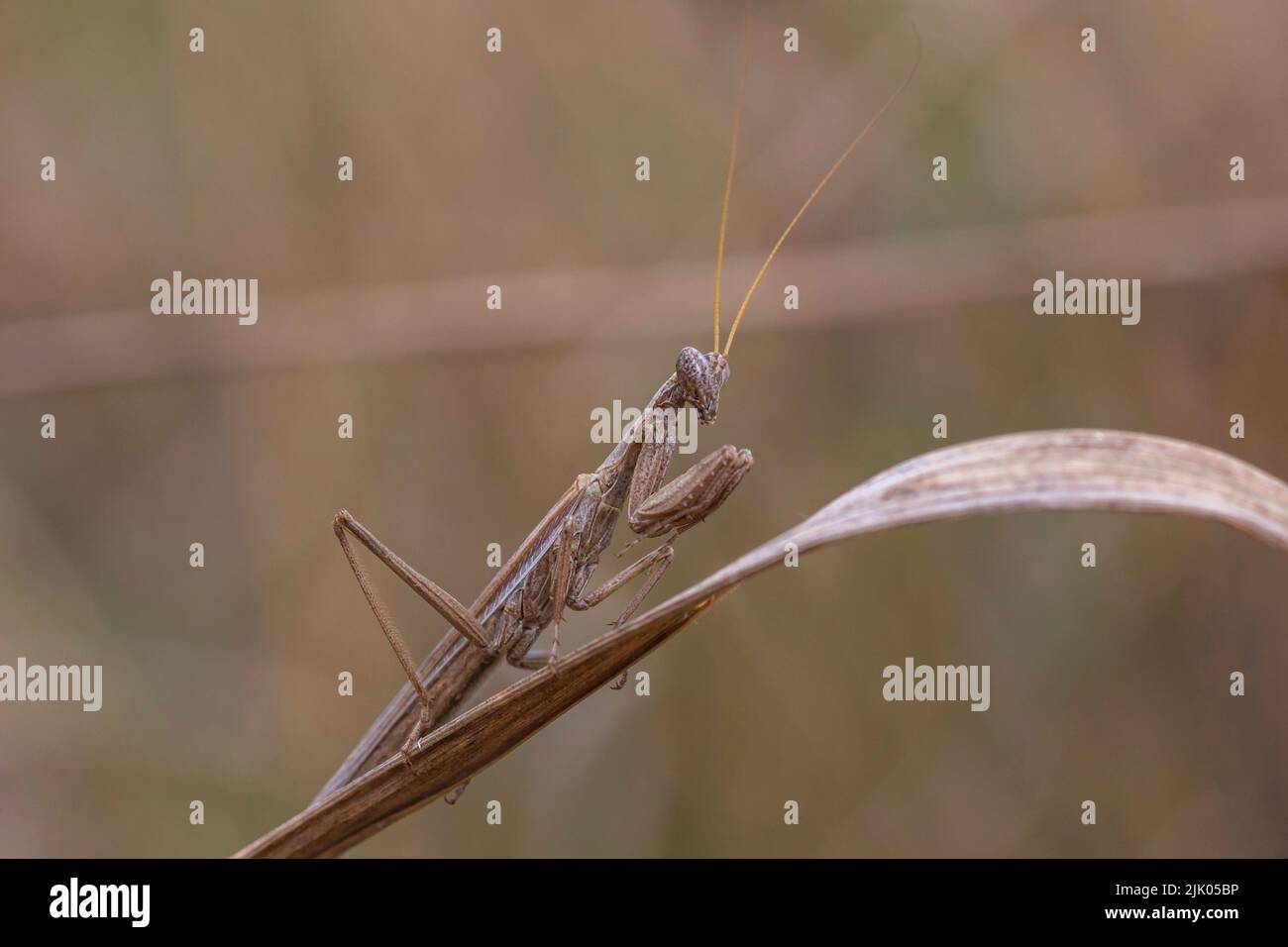 Grey mantis hi-res stock photography and images - Alamy