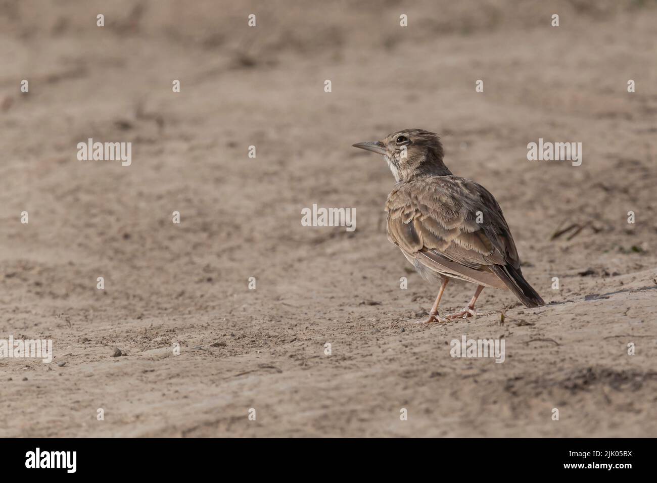 Mimicria hi-res stock photography and images - Alamy