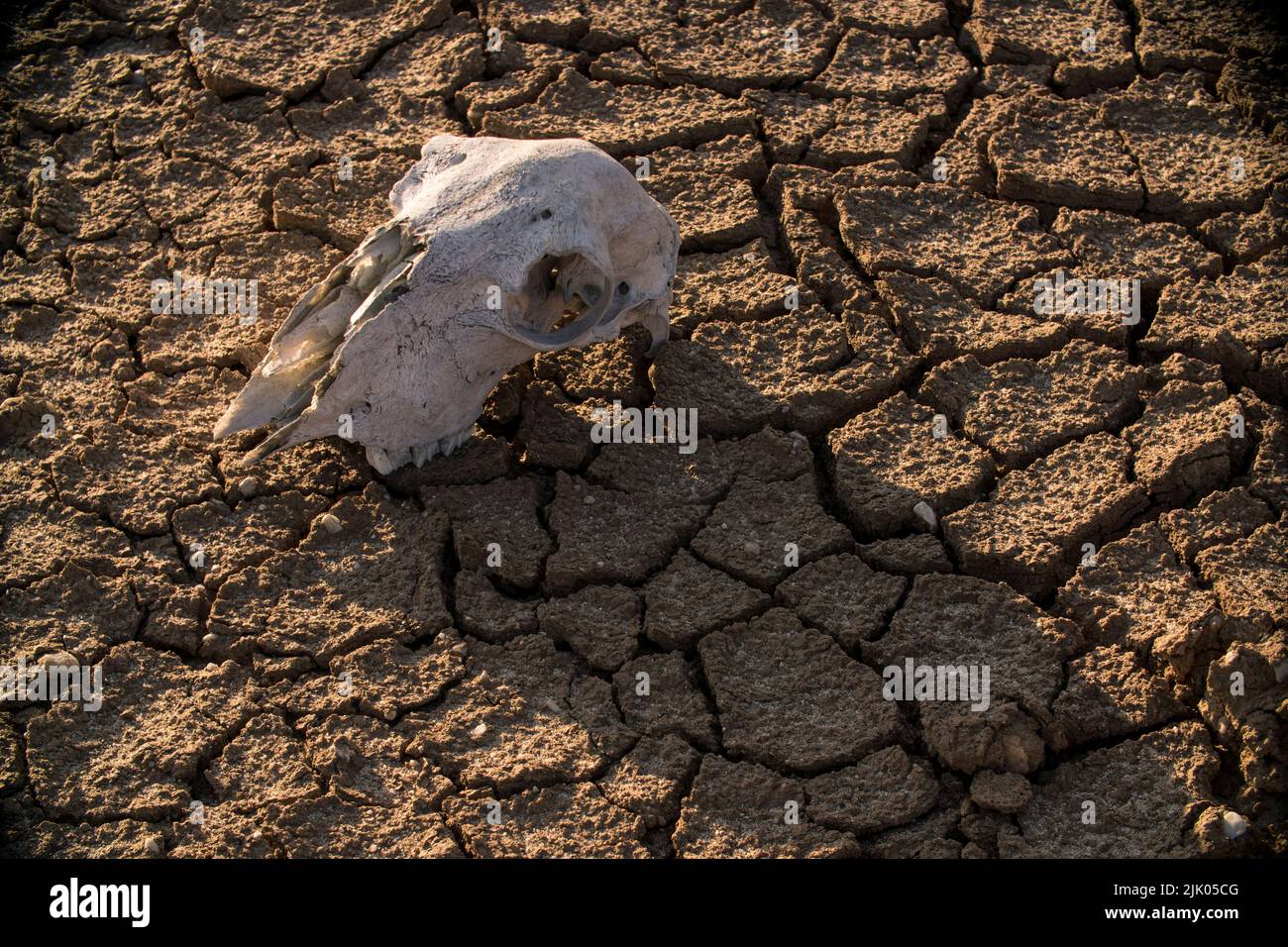 Weathered cattle skull lying in a parched wasteland with cracked earth ...