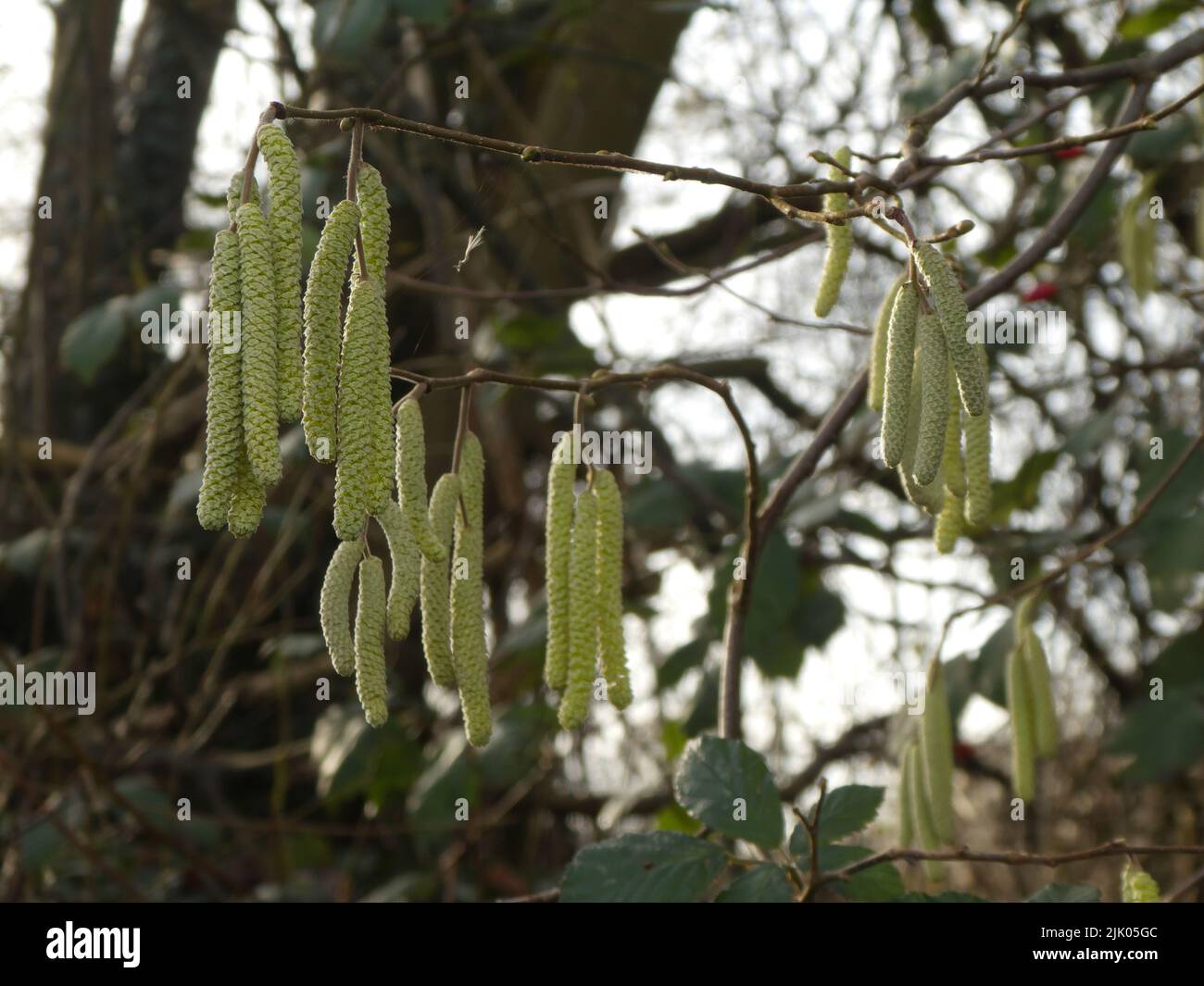 Early flowering of hazelnut in January Stock Photo - Alamy