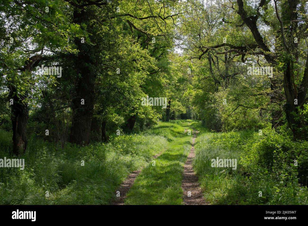 Beautiful hiking path Stock Photo - Alamy