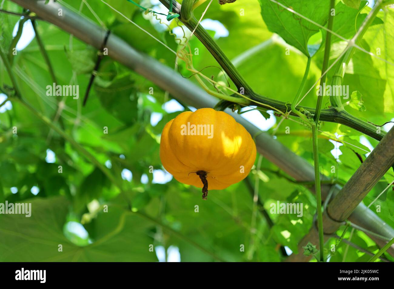 cute little pumpkin Stock Photo - Alamy