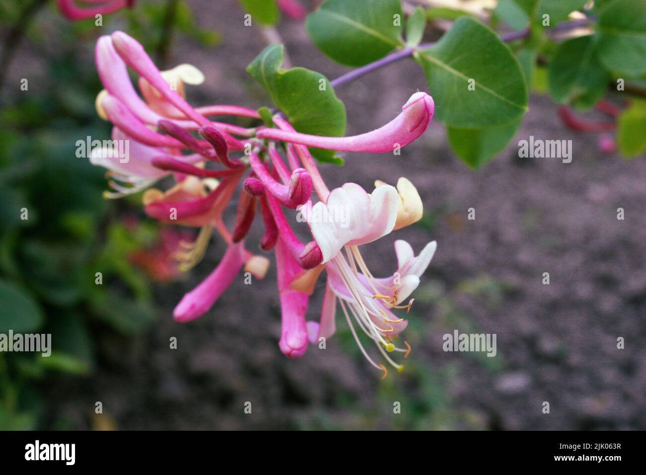 Beautiful flowers of Italian woodbine or perfoliate honeysuckle or goat ...