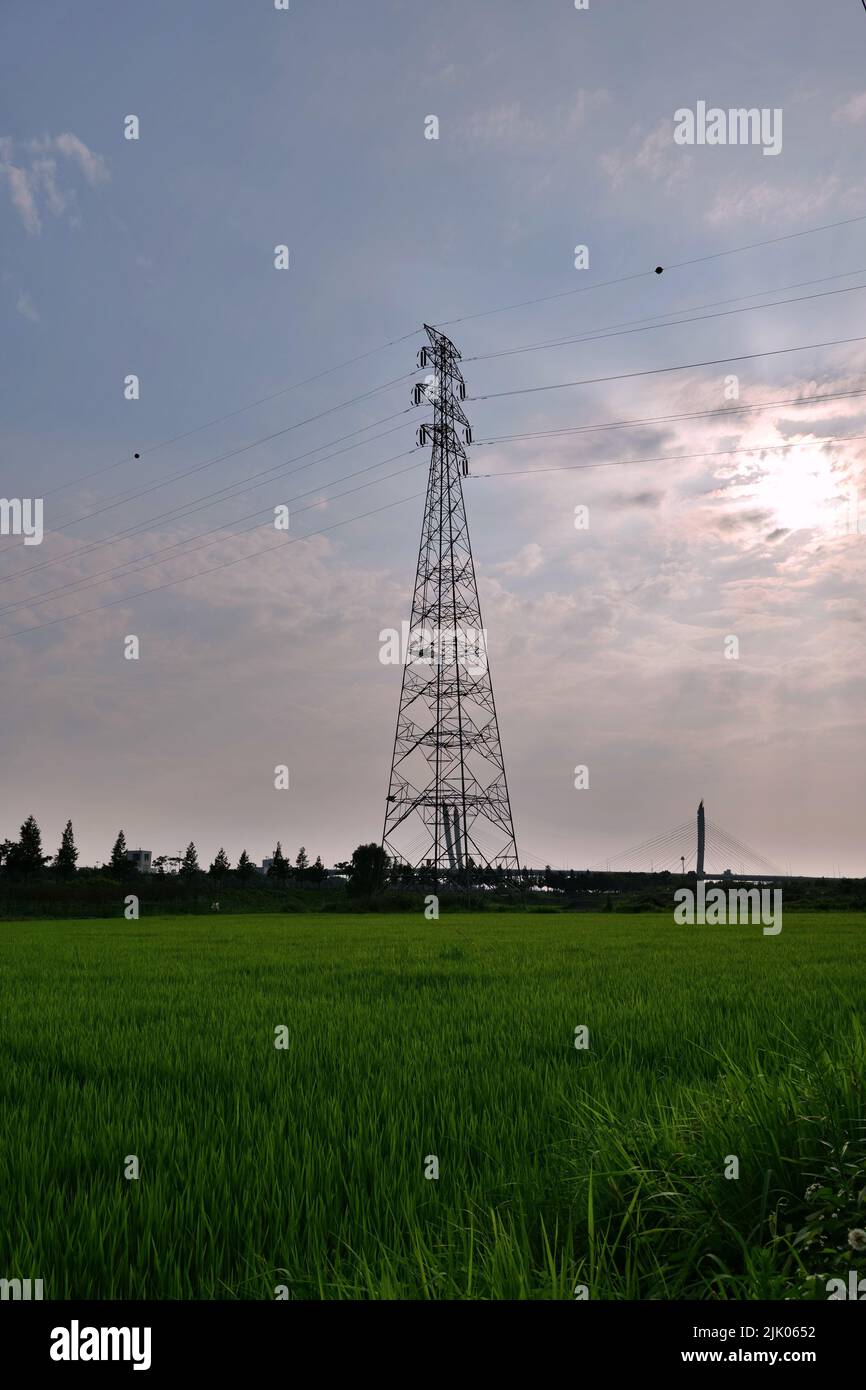 paddy field and electricity tower Stock Photo - Alamy