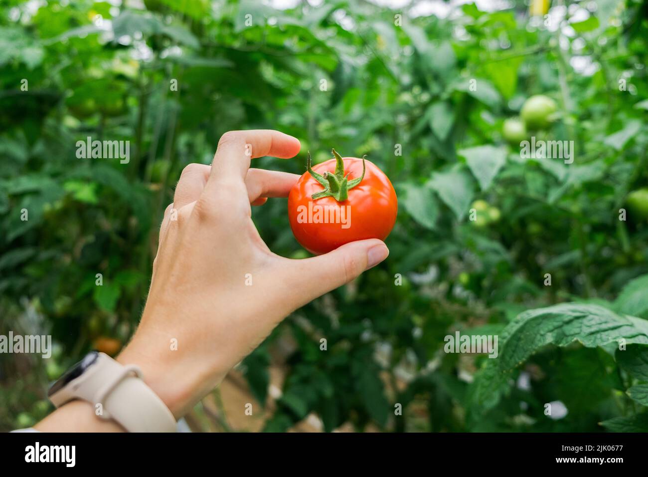Beautiful red ripe tomato in female hand on greenery background. Tomato ...