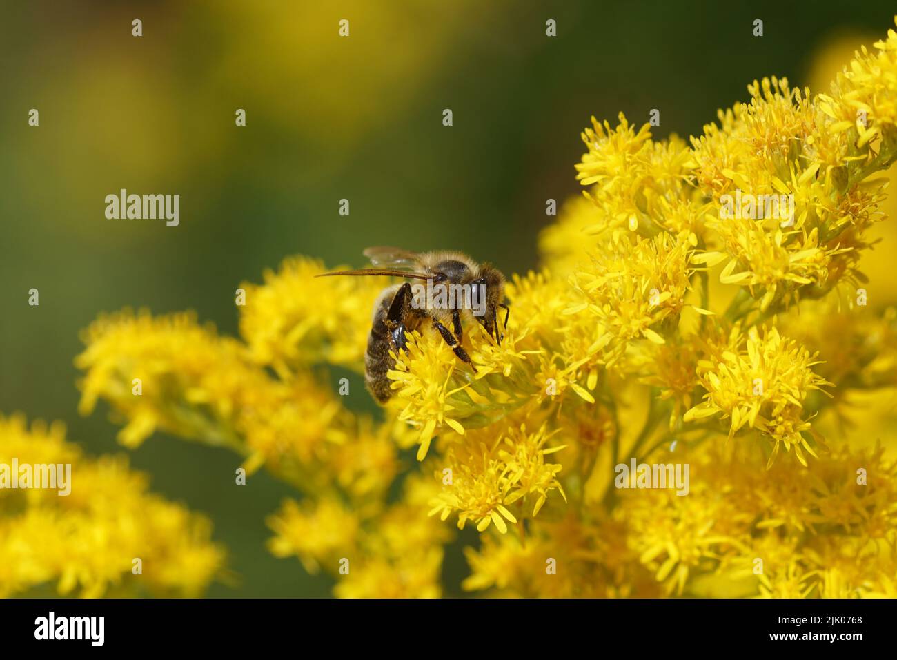 Western honey bee or European honey bee (Apis mellifera) on yellow ...