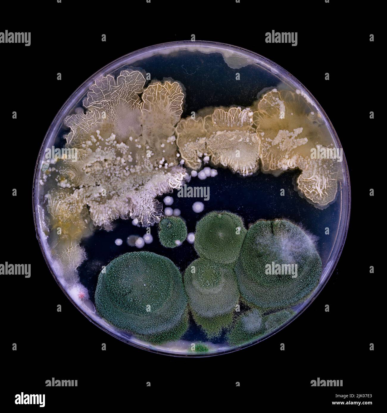 Samples of Petri dishes with a culture of microorganisms and fungi in the surface of agar ...