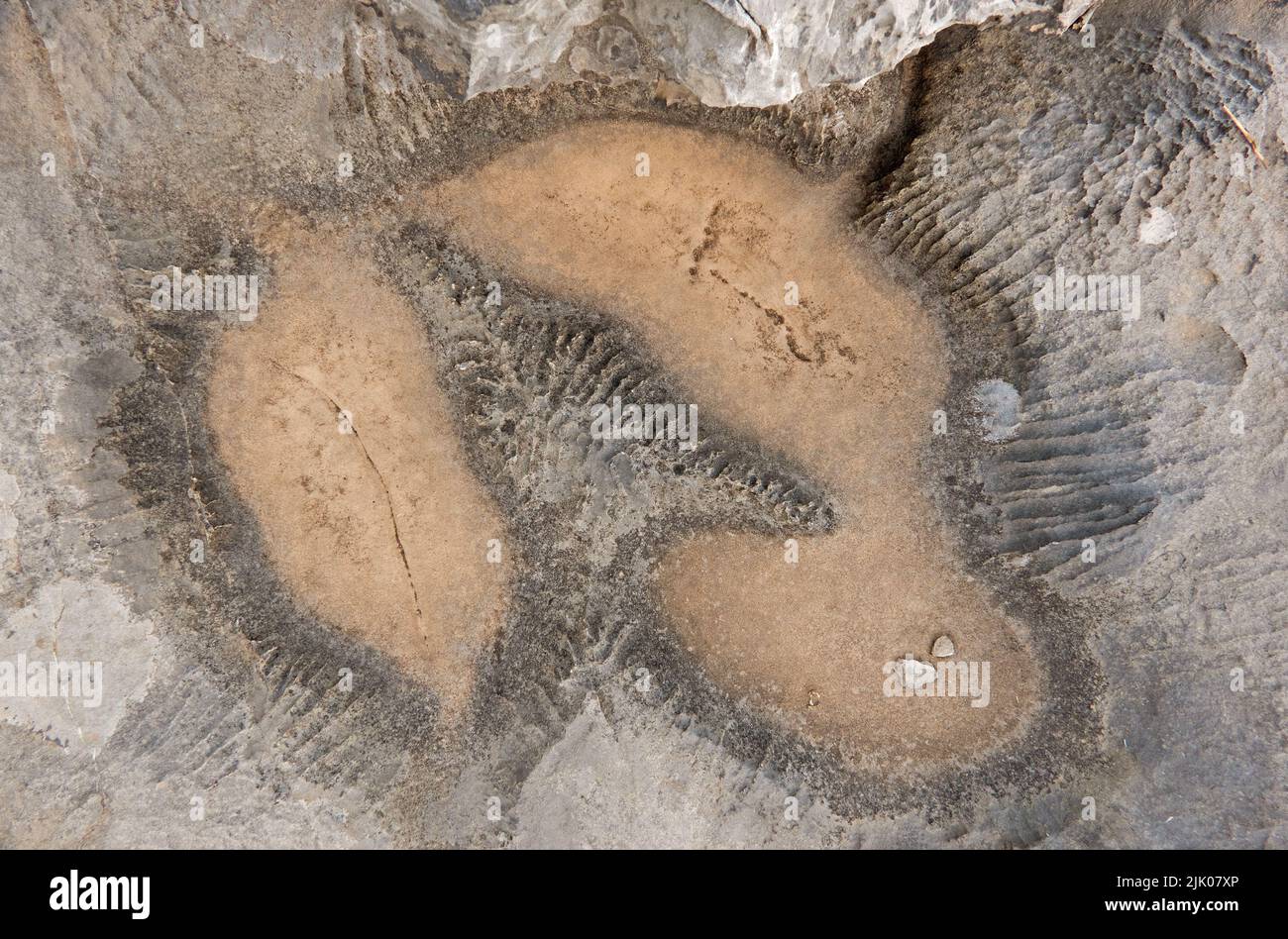 Small karst features in limestone, calcium carbonate silt accumulating ...