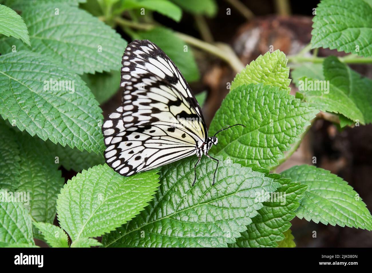 Tree Nymph, Paper Kite, Rice Paper Butterfly (Idea leuconoe Stock Photo ...