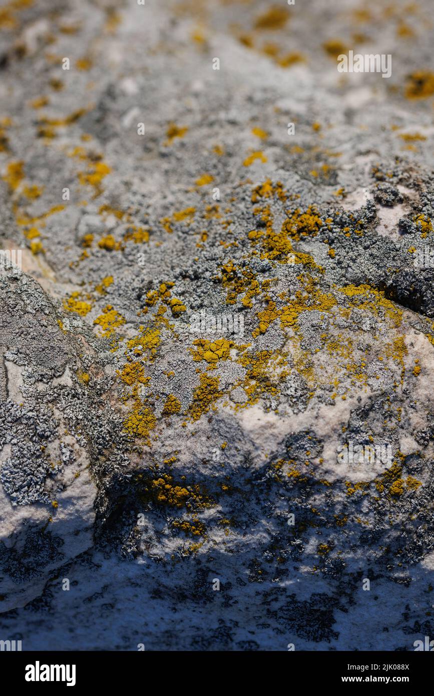 lichen presumably on quartzite sandstone surface under direct sunlight ...