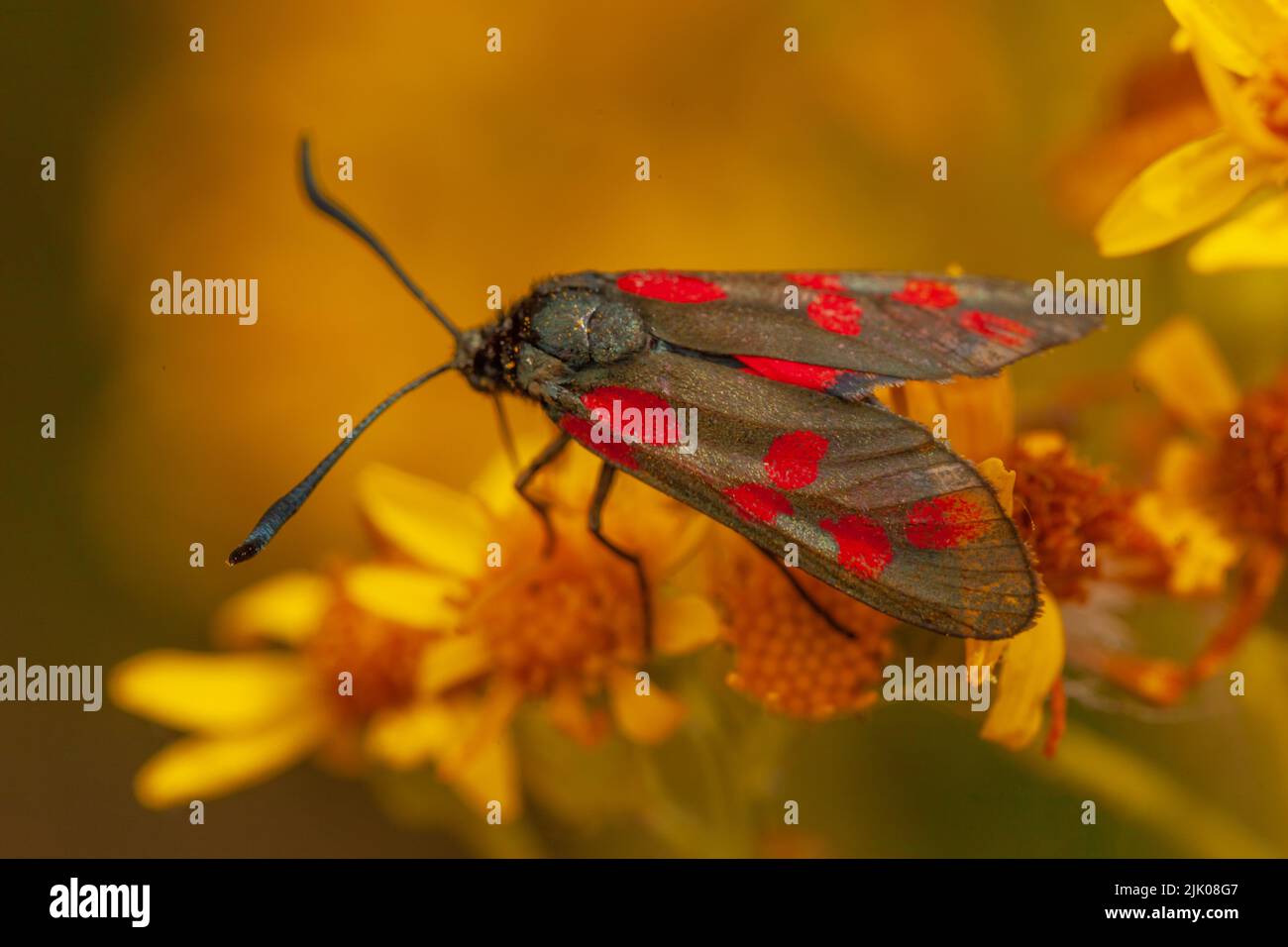 Five Spot Burnet Moth at Canvey Wick Nature Reserve Stock Photo - Alamy