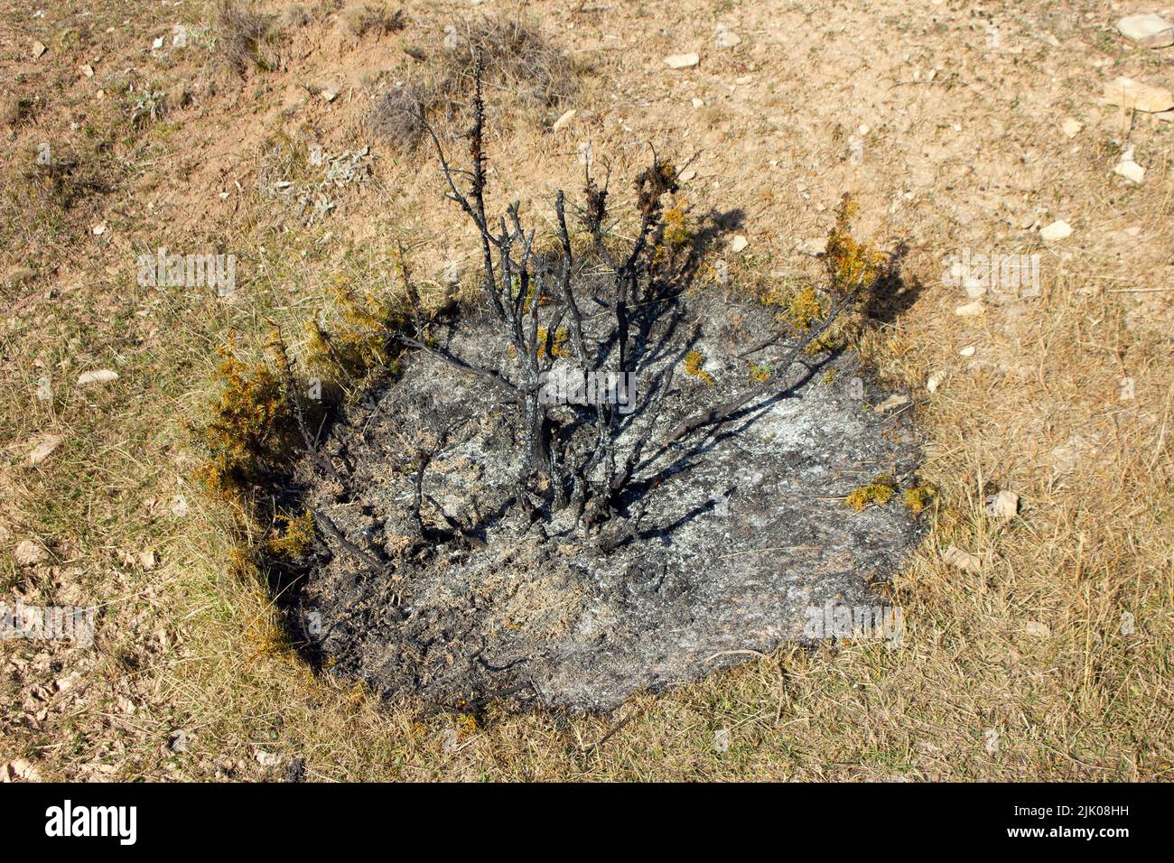 Burnt forest landscape hi-res stock photography and images - Alamy