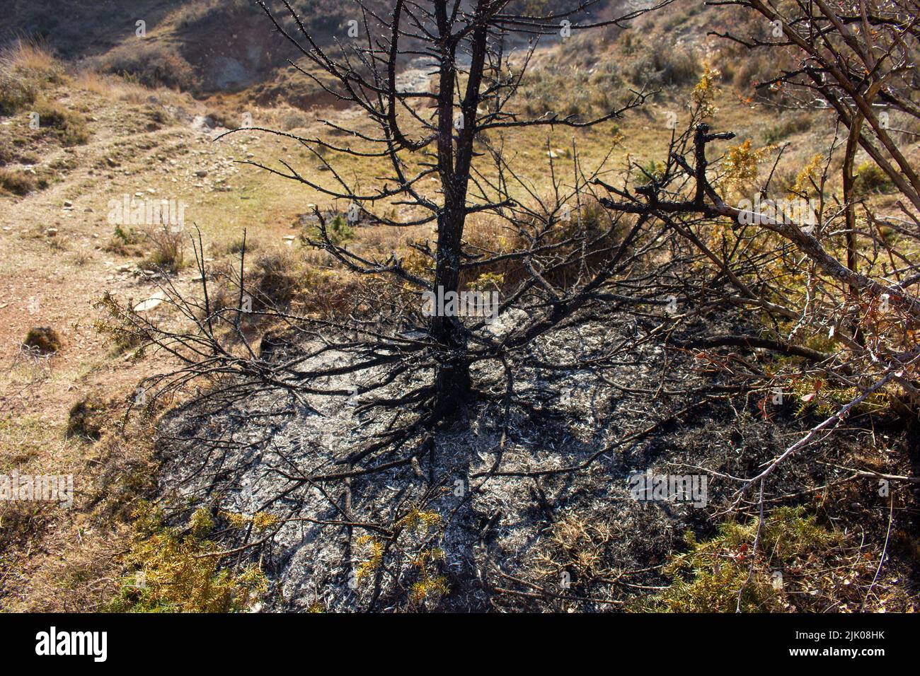 Burnt young tree in the forest Stock Photo - Alamy