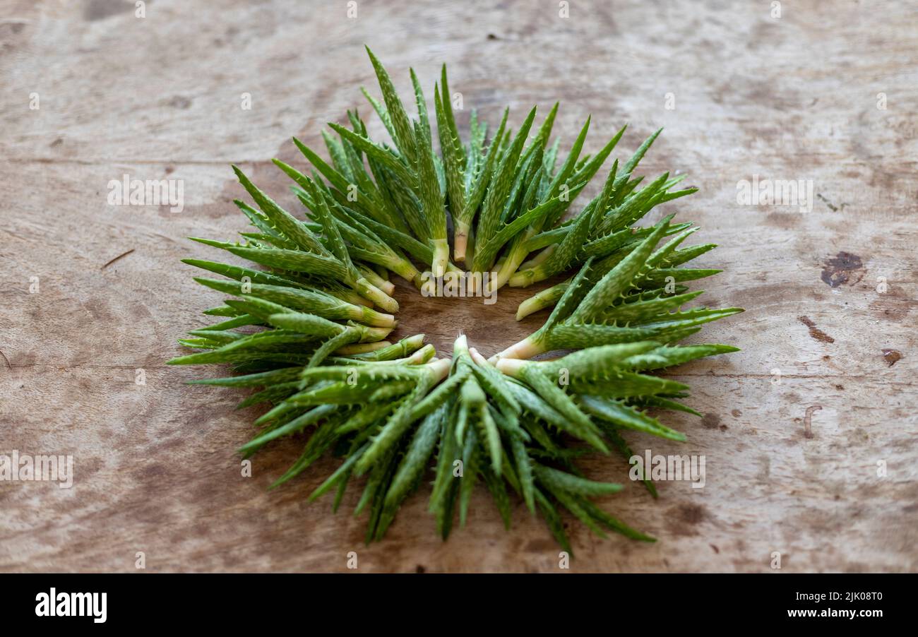 Tiger tooth hi-res stock photography and images - Alamy