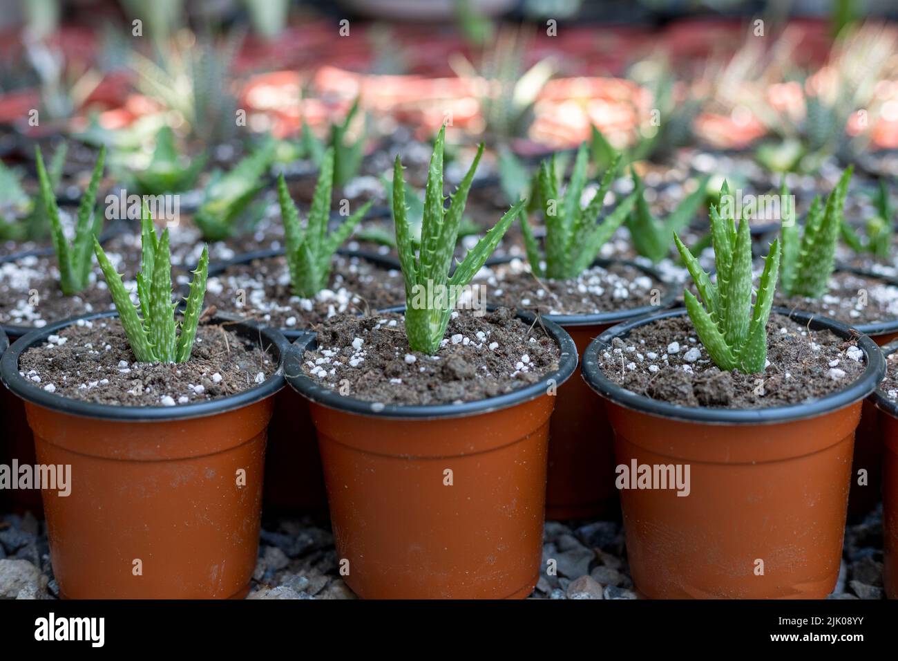 Aloe juvenna tiger tooth plants germinated in pots Stock Photo - Alamy