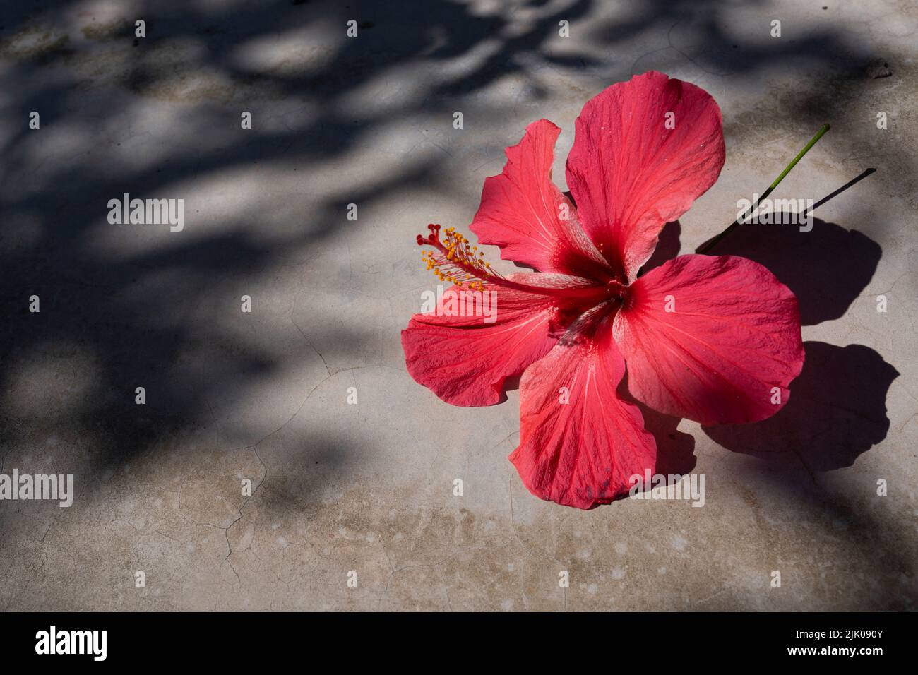 Single closeup red hibiscus. Bloomed red china rose, hibiscus flower ...