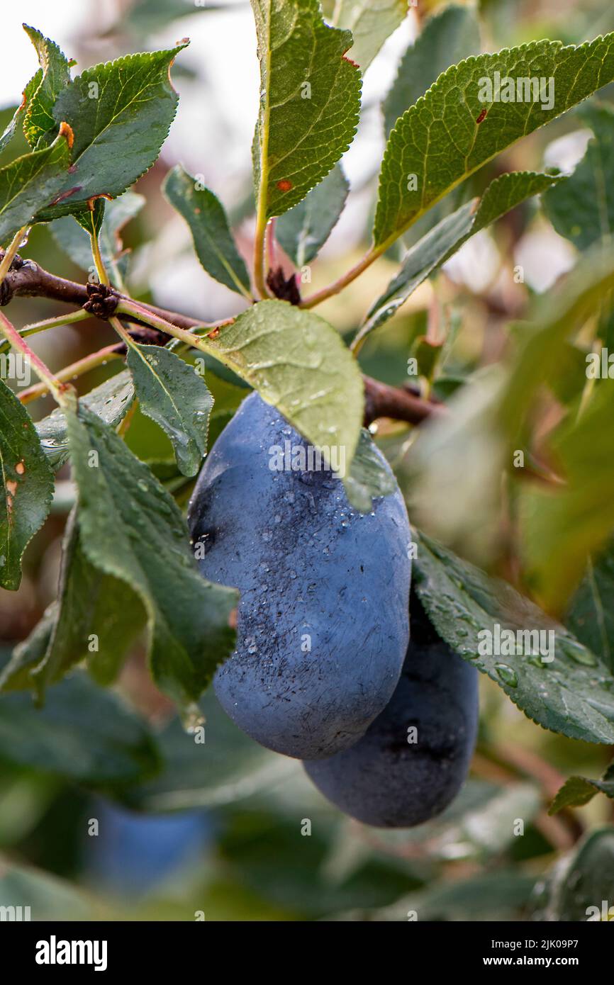 plums growing wild on a tree on the island of zakynthos in greece, wild ...