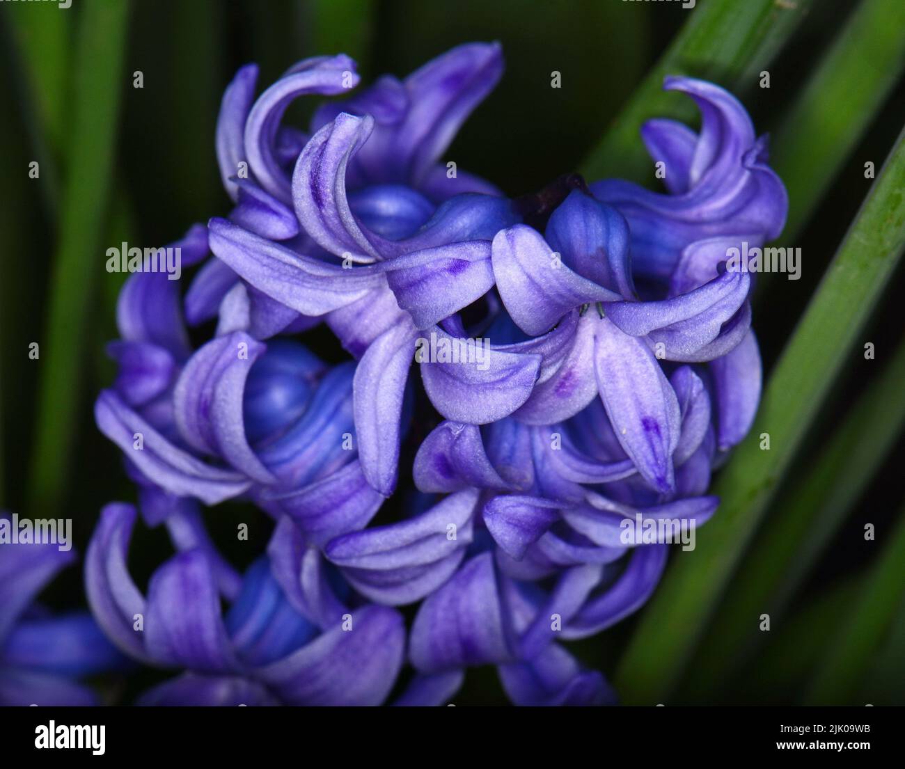Blue hyacinth isolated on black background Stock Photo - Alamy