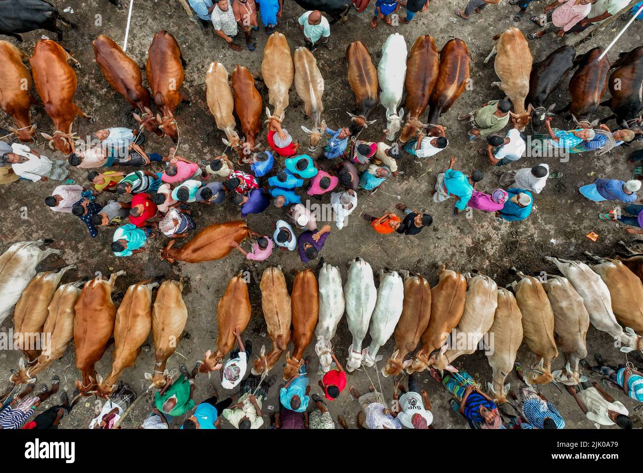 Eid ul azha dhaka bangladesh sacrifice hi-res stock photography and ...