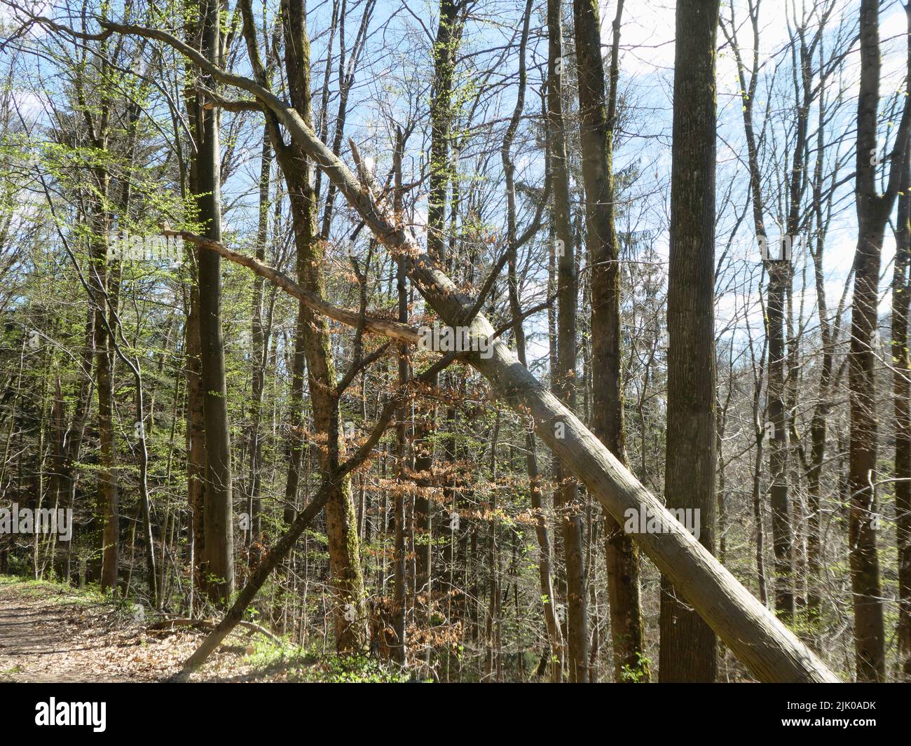 Falling tree in Pfälzer Wald Stock Photo - Alamy