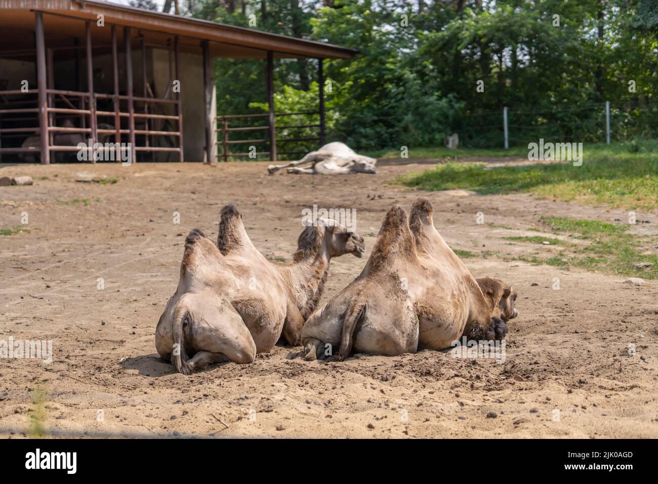 A back view of camels lying on sandy ground in background of growing ...