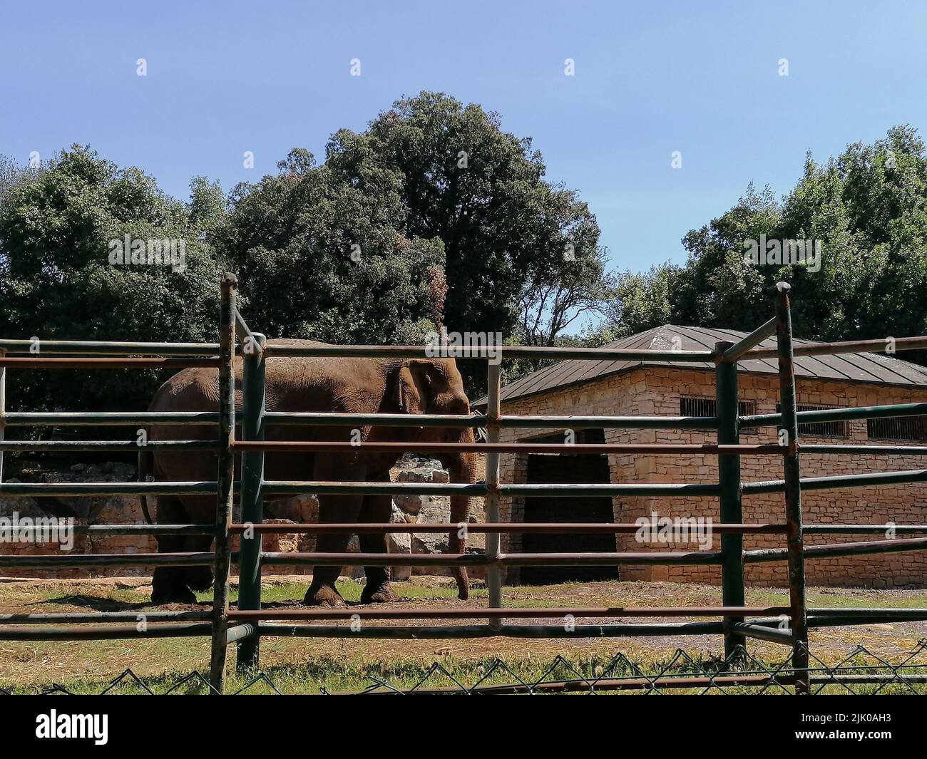 An elephant behind wooden fences in zoo Stock Photo - Alamy