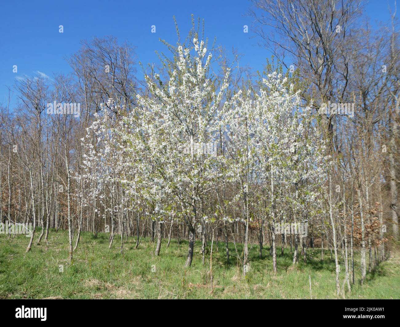 Flowering tree in Pfälzer Wald Stock Photo - Alamy