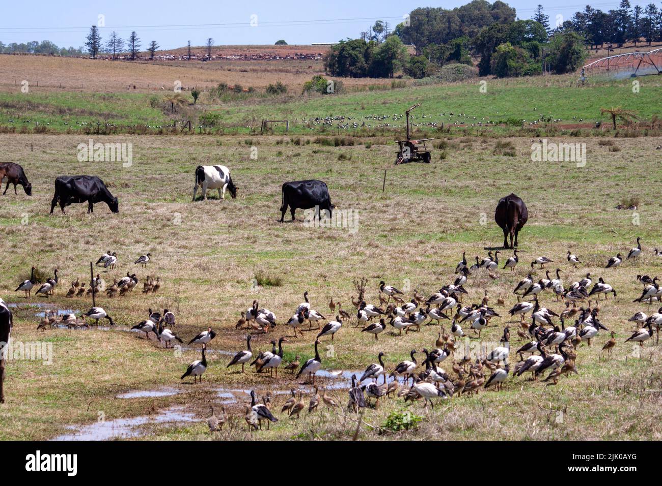 Flock of Magpie Geese in field with Dairy Cows Stock Photo - Alamy
