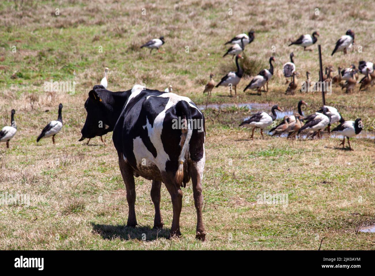 Flock of Magpie Geese in field with Dairy Cows Stock Photo - Alamy