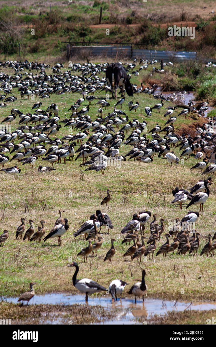 Flock of Magpie Geese in field with Dairy Cows Stock Photo - Alamy