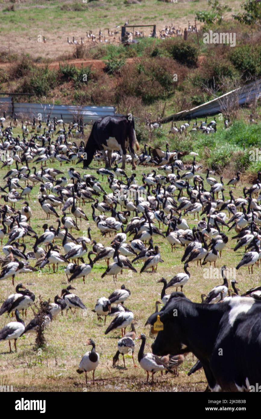 Flock of Magpie Geese in field with Dairy Cows Stock Photo - Alamy
