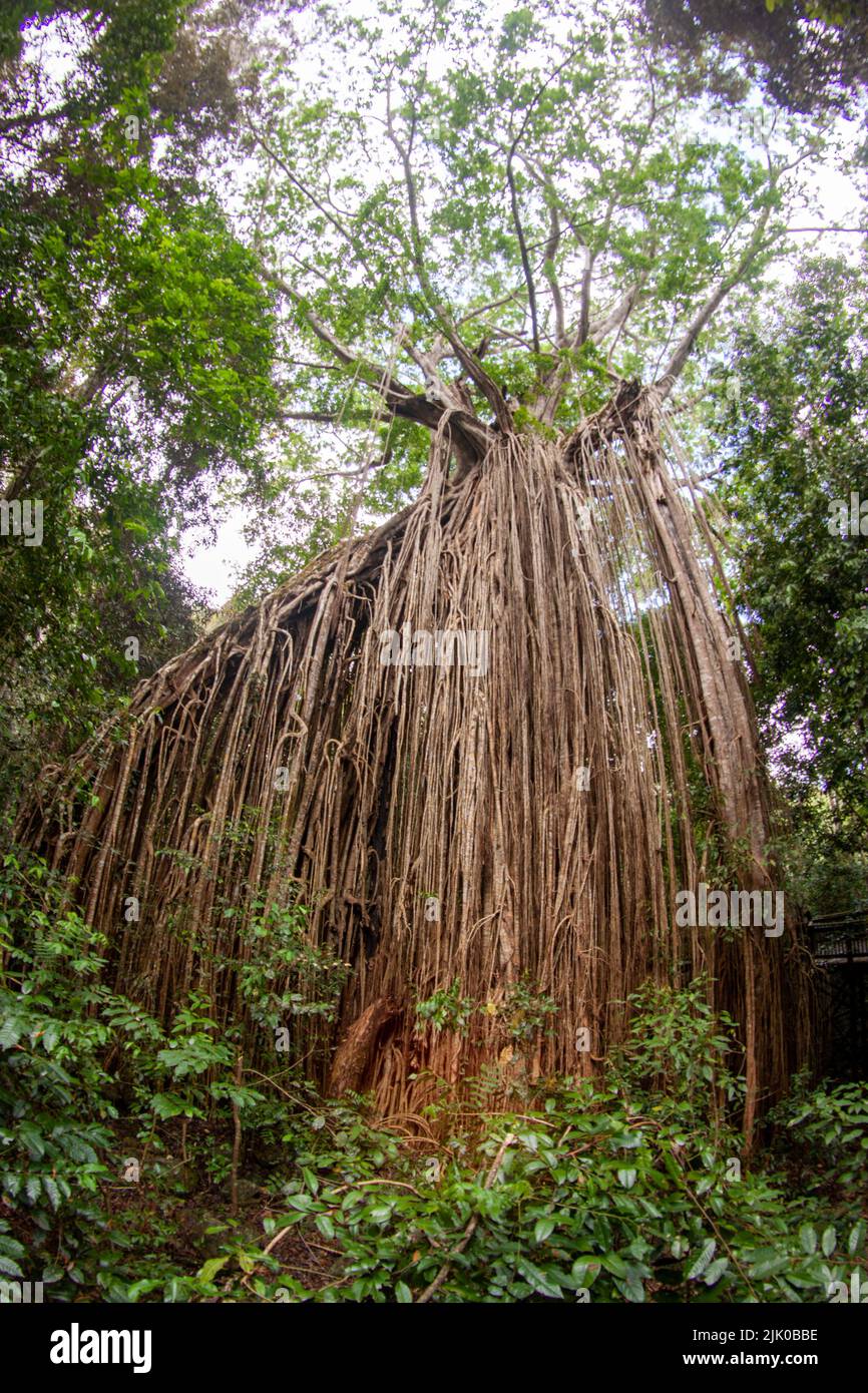 Curtain Fig Tree Stock Photo - Alamy