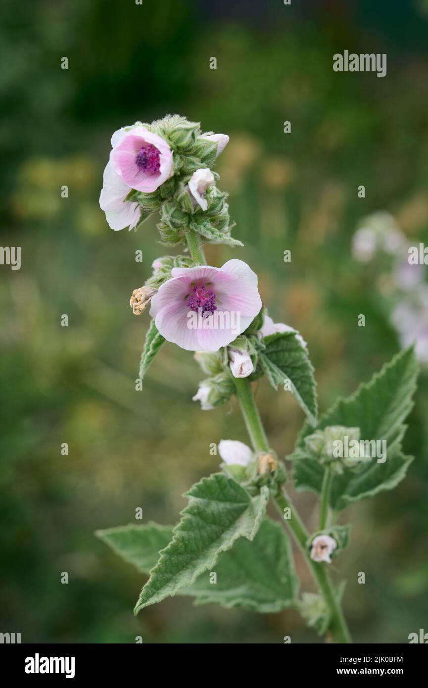 Wild flower Althaea officinalis in the garden Stock Photo - Alamy