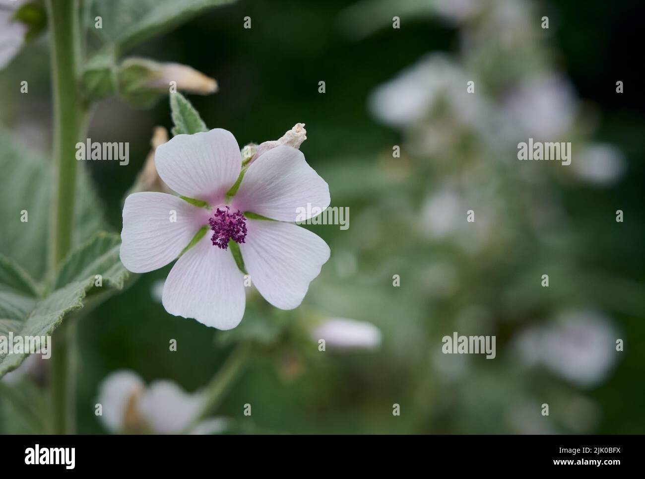 Althea officinalis botanical hi-res stock photography and images - Alamy